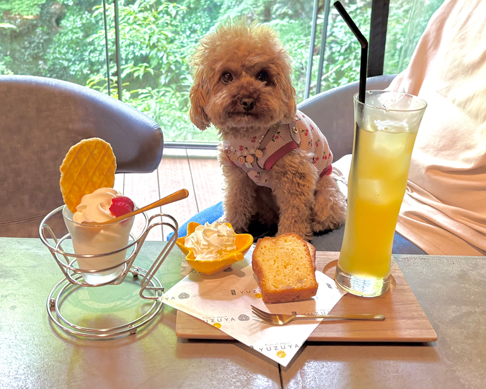 【大阪/箕面】YUZUYA CAFE「柚子好き必見！柚子を堪能できる大自然に囲まれたおしゃれカフェ」 | わんわんスタジアム